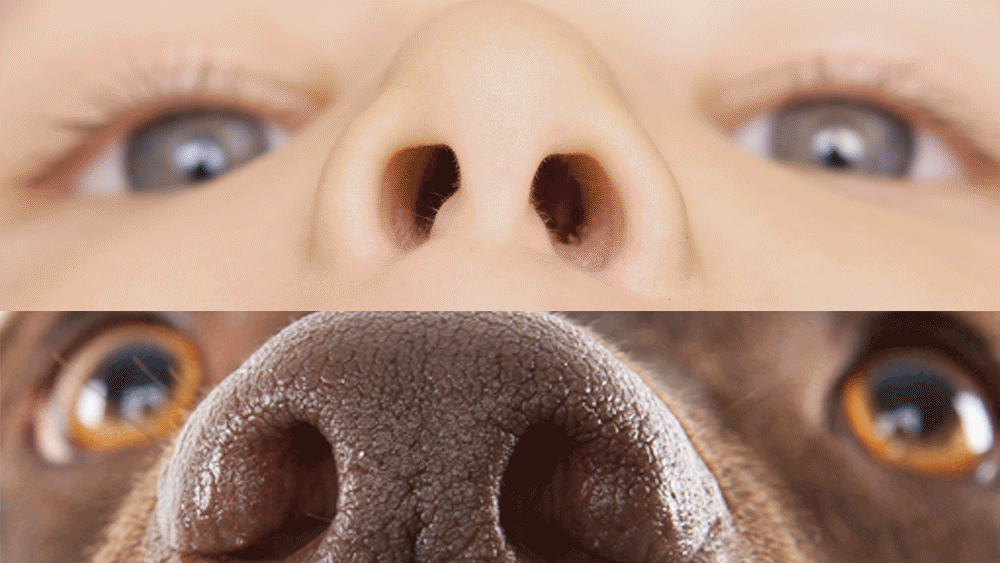 Best Smell-Proof Stash Box | Lockable Storage, Free Shipping